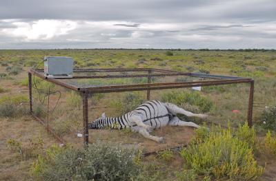 Scientists cage dead zebras in Africa to understand the spread of ...