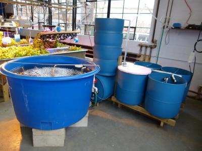 New integrated building model may improve fish farming operations ...