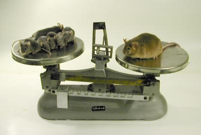 Repeat act: Parallel selection tweaks many of the same genes to make ...