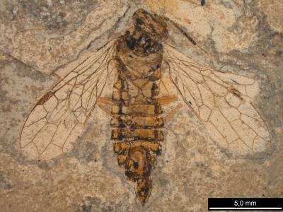 Fossils clarify the origins of wasps and their kin: alderfly ancestors ...