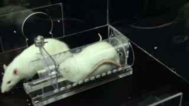 Social experience drives empathetic, pro-social behavior in rats ...