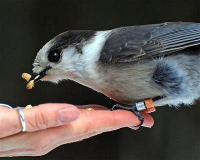 Gray jays' winter survival depends on food storage, study shows ...