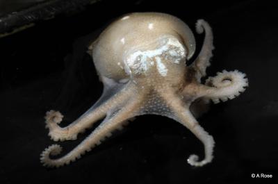 Octopus' blue blood allows them to rule the waves! | Science Codex