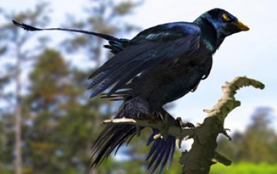 Iridescent, feathered dinosaur: New evidence that feathers evolved to ...