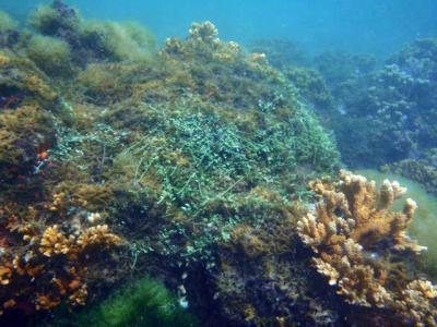Decline and recovery of coral reefs linked to 700 years of human and ...