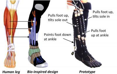 Bio-inspired robotic device could aid ankle-foot rehabilitation, CMU ...