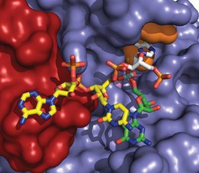 Structure of enzyme seen as target for ALS drugs | Science Codex