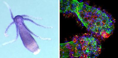 UC Santa Barbara researchers discover genetic link between visual ...