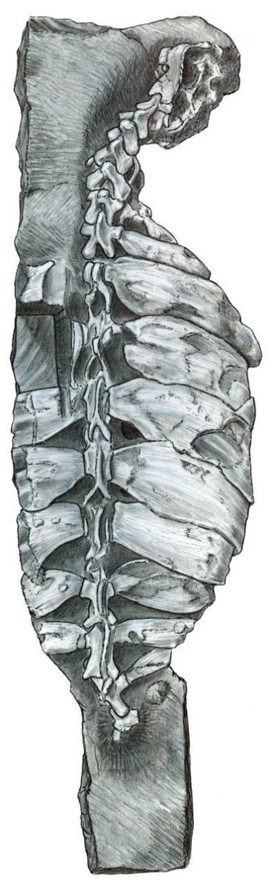 Scientists discover that turtles began living in shells much earlier ...