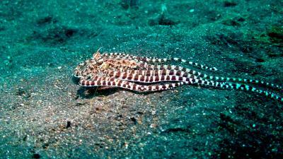 Fish mimics octopus that mimics fish | Science Codex