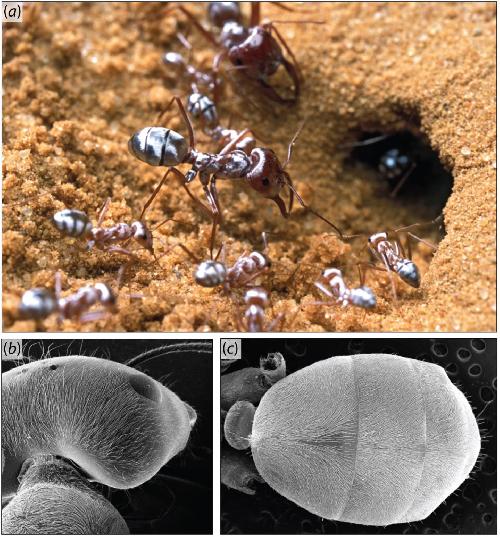 Reflective Saharan silver ant hairs thermoregulate, create bright color ...