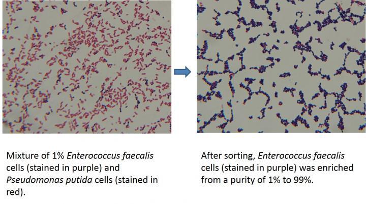 High-throughput cell-sorting method can separate 10 billion bacterial ...