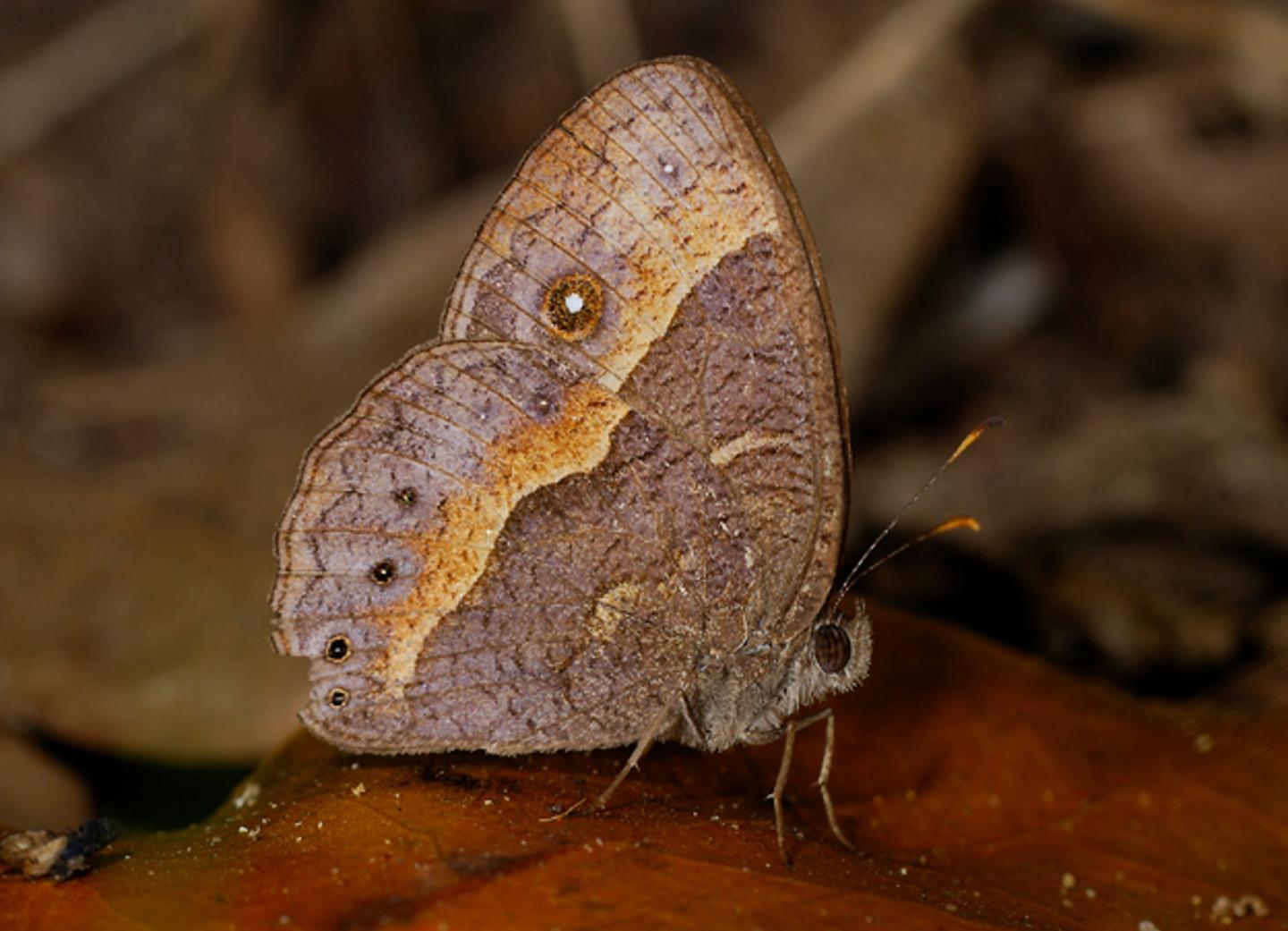 'Eyespots' in butterflies shown to distract predatory attack | Science ...