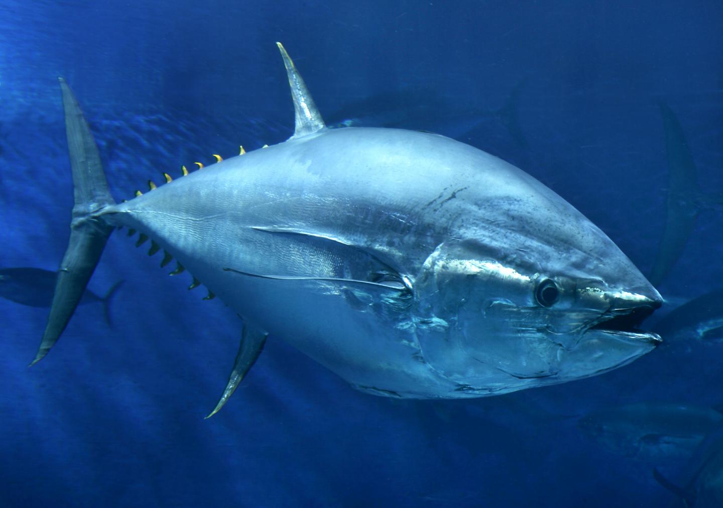 Bluefin Tuna Hearts Are Tougher Than Yours: How They Stay Warm In The ...