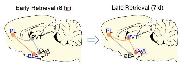 Brain recalls old memories via new pathways | Science Codex