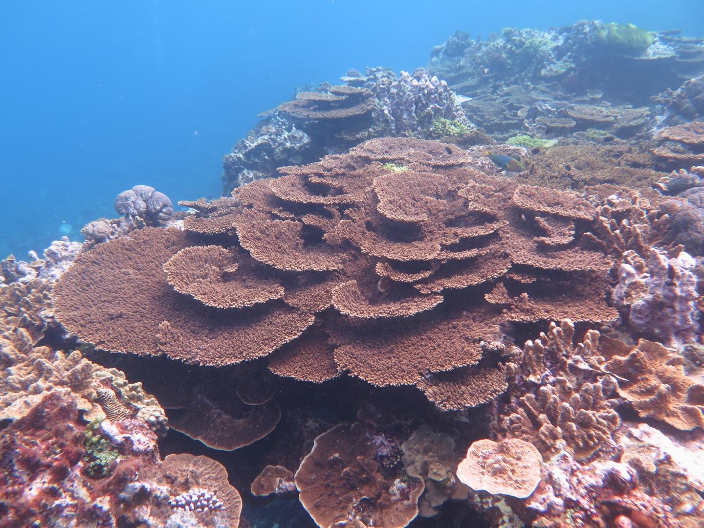 Great Barrier Reef corals eat plastic | Science Codex