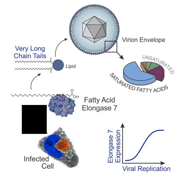 Herpes: Cytomegalovirus Hijacks Human Enzyme For Replication | Science 2.0
