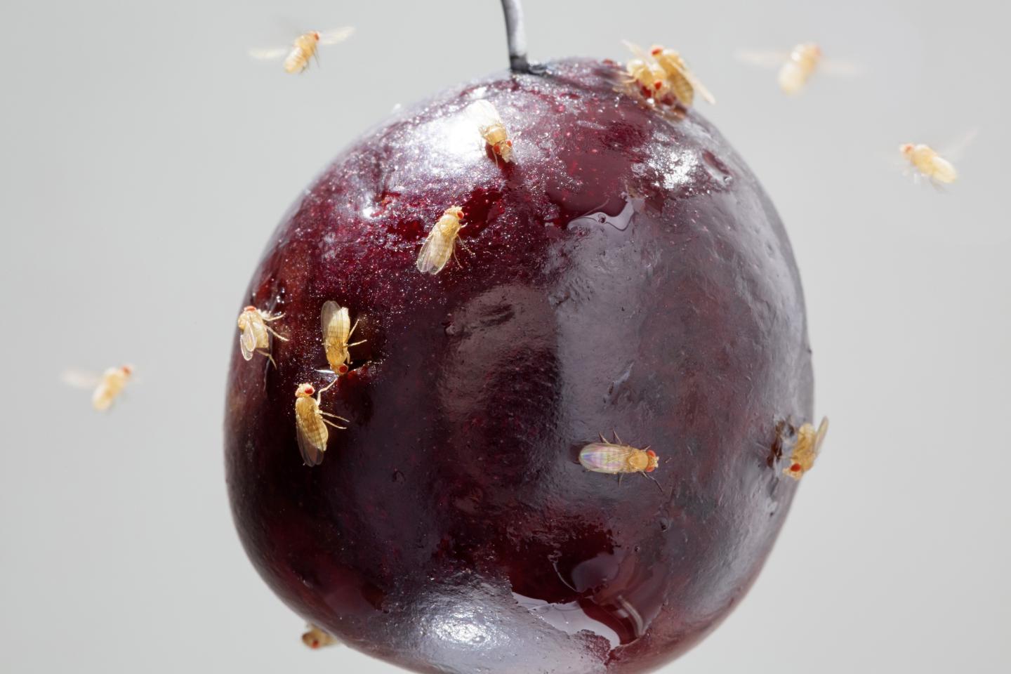 Things Smell Good For A Nutritional Reason | Science 2.0