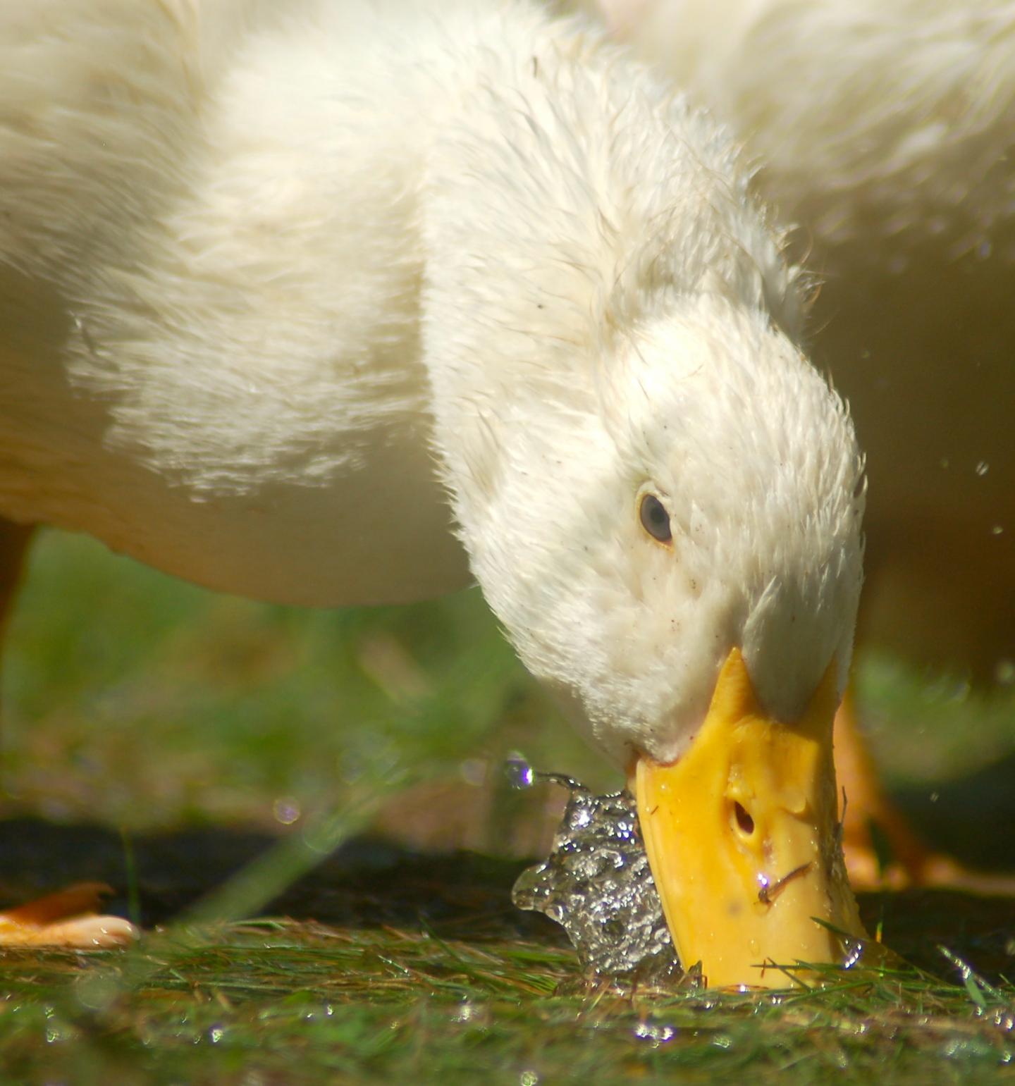 Are You Feeling Ducky, Punk? | Science 2.0