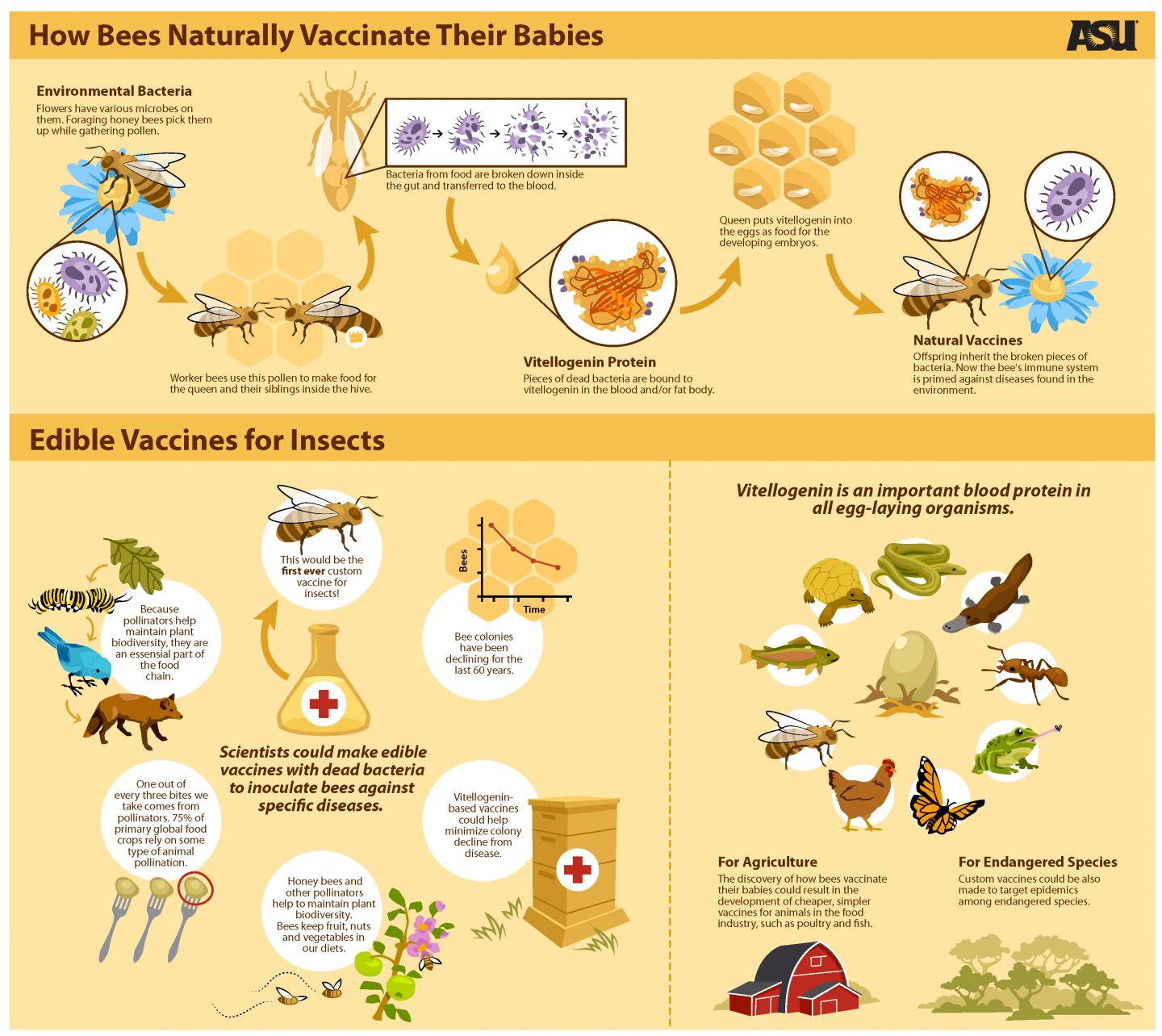 How Bees Naturally Vaccinate Their Babies | Science 2.0