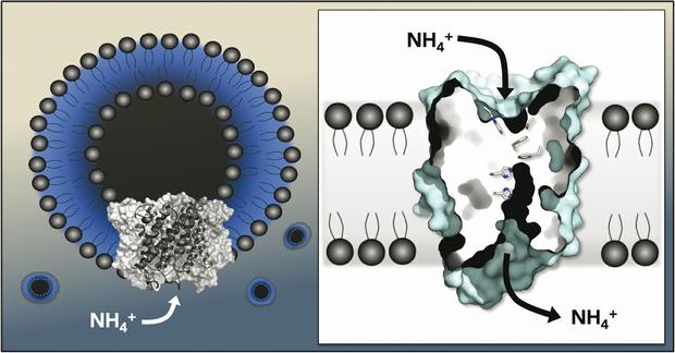 Rhesus Proteins Transport Ions, not Gas | Science Codex