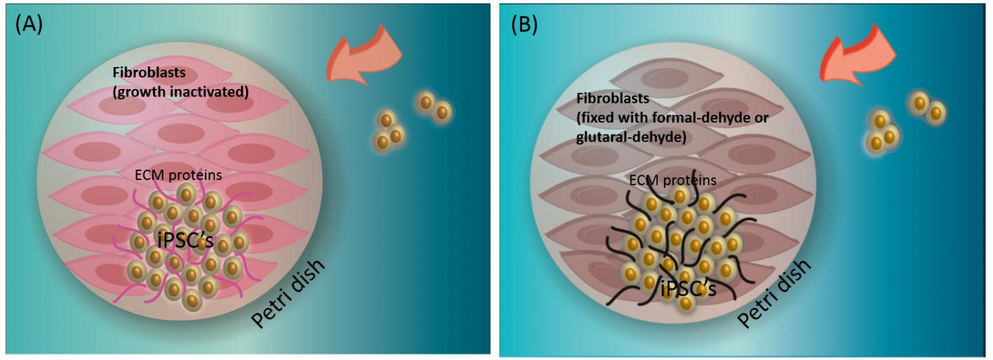 Stem Cell And Feeder Cell Link Challenged | Science 2.0