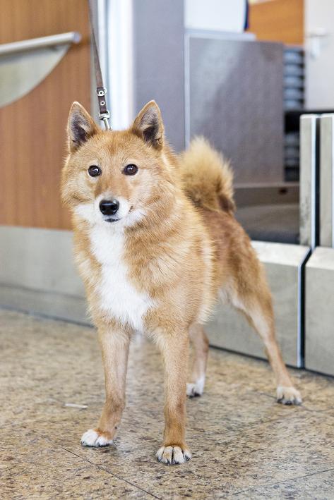 Sulimov dog - Alchetron, The Free Social Encyclopedia