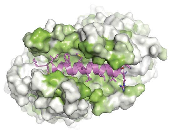 Transport molecule forms a protective structure to guide proteins to ...