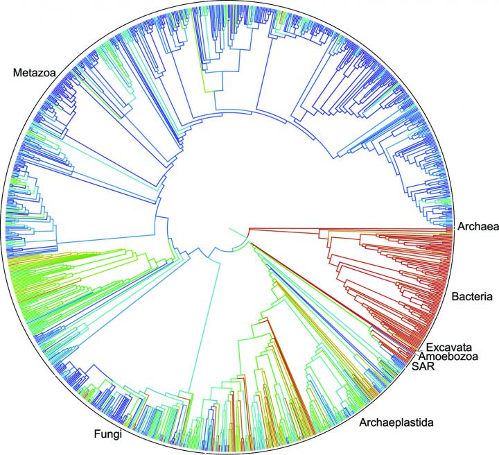 'Tree of life' for 2.3 million species released | Science Codex