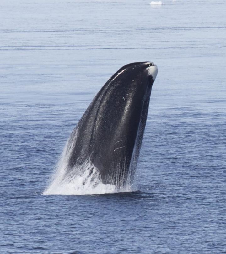 How does the bowhead whale live to be over 200 years old? | Science Codex