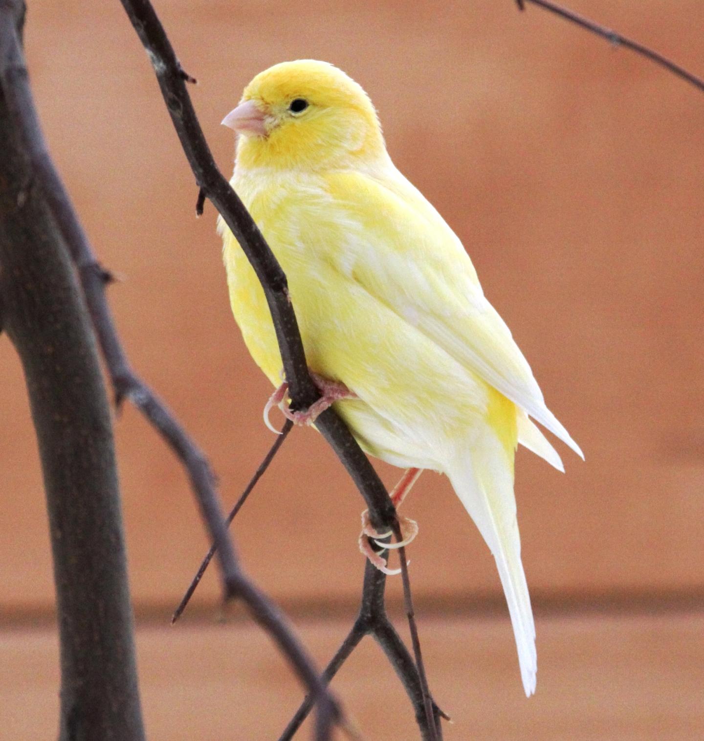 Mapping of the canary genome | Science Codex
