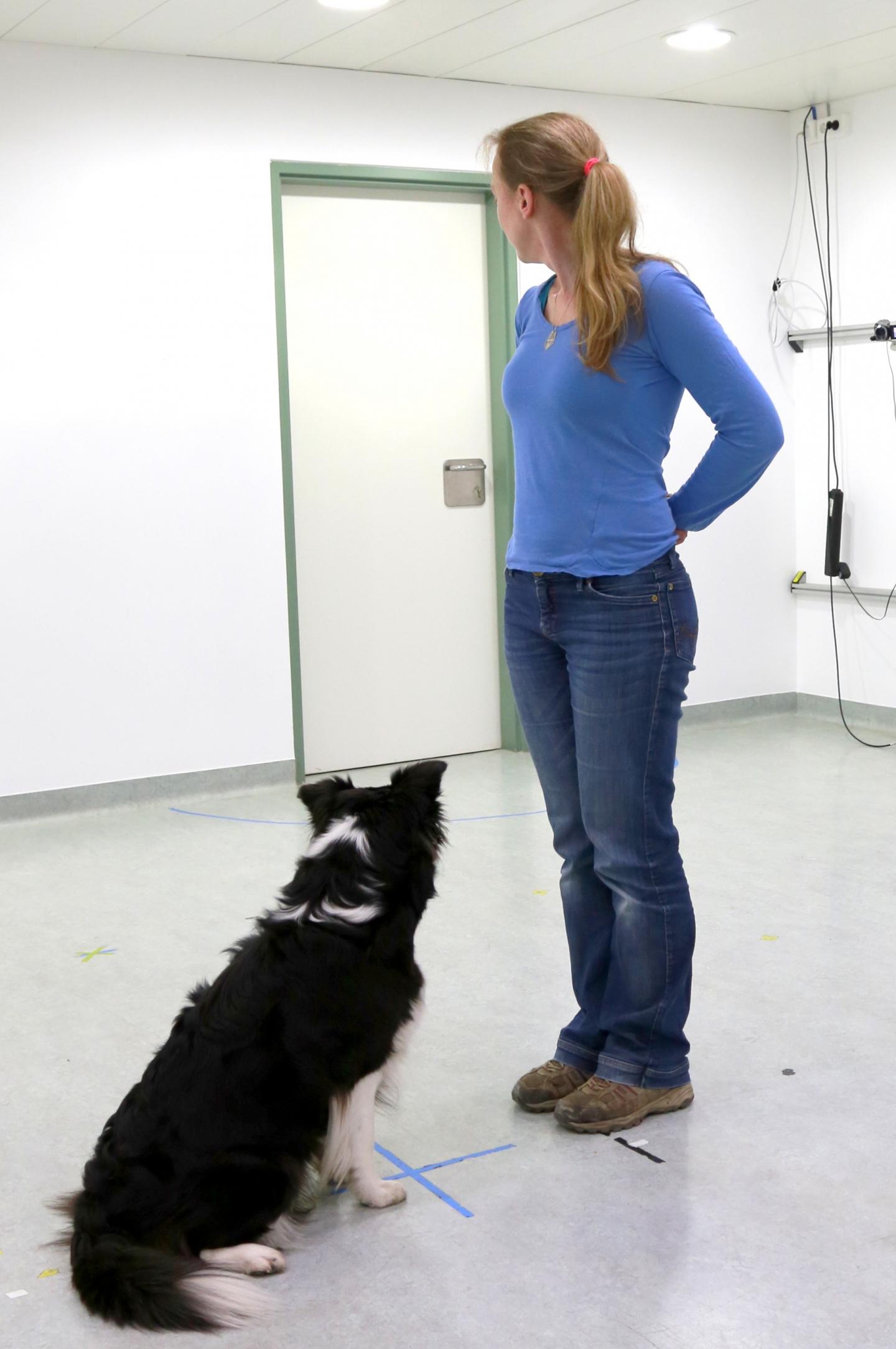 Dogs Follow Human Gazes - But Differently Than Other Animals | Science 2.0