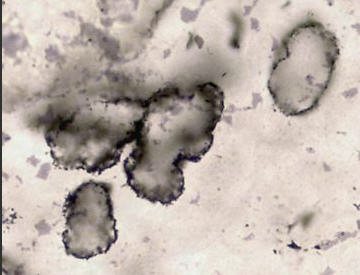 Discovery: the oldest fossils on Earth (so far) | Science Codex