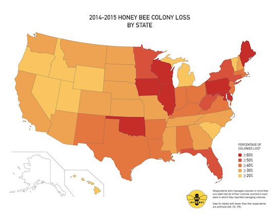 Nation’s Beekeepers Lost 40 Percent of Bees in 2014-15 | Science Codex