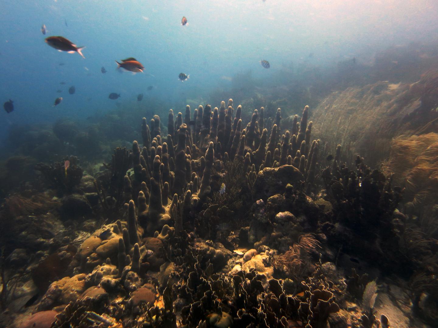 Rare, Threatened Coral Species Bred And Raised In The Lab | Science 2.0