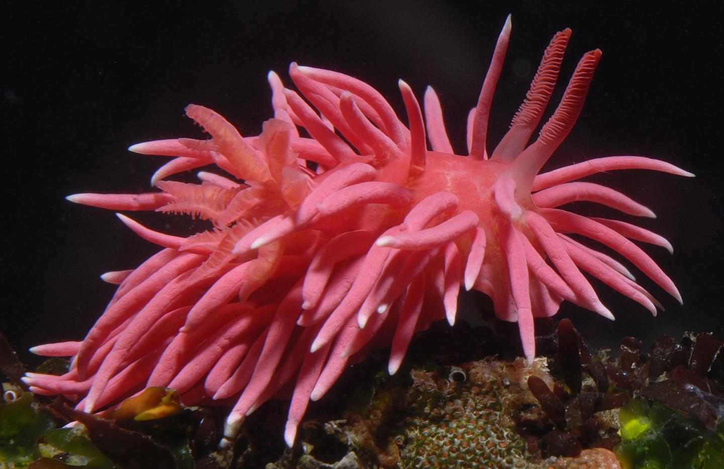 Have Warming Seas Caused Skyrocketing Sea Slug Populations? | Science 2.0