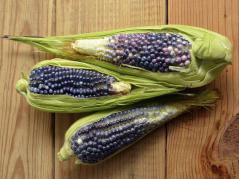 Blue and purple corn: Activists may not like it, but it could be the ...