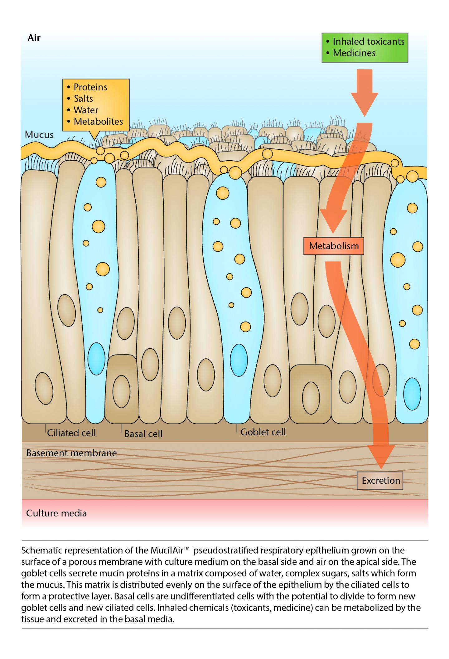 Respiratory Epithelium