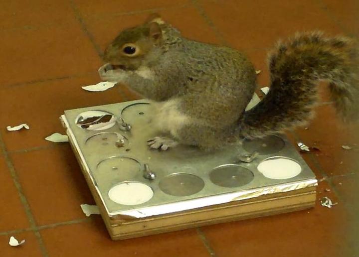 Grey Squirrels Are Quick Learners | Science 2.0