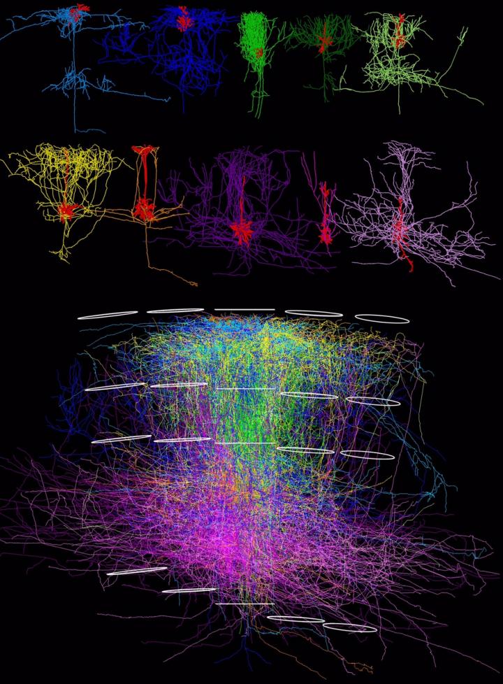 Neuronal Network 3-D Models Reveal Organizational Principles Of Sensory ...